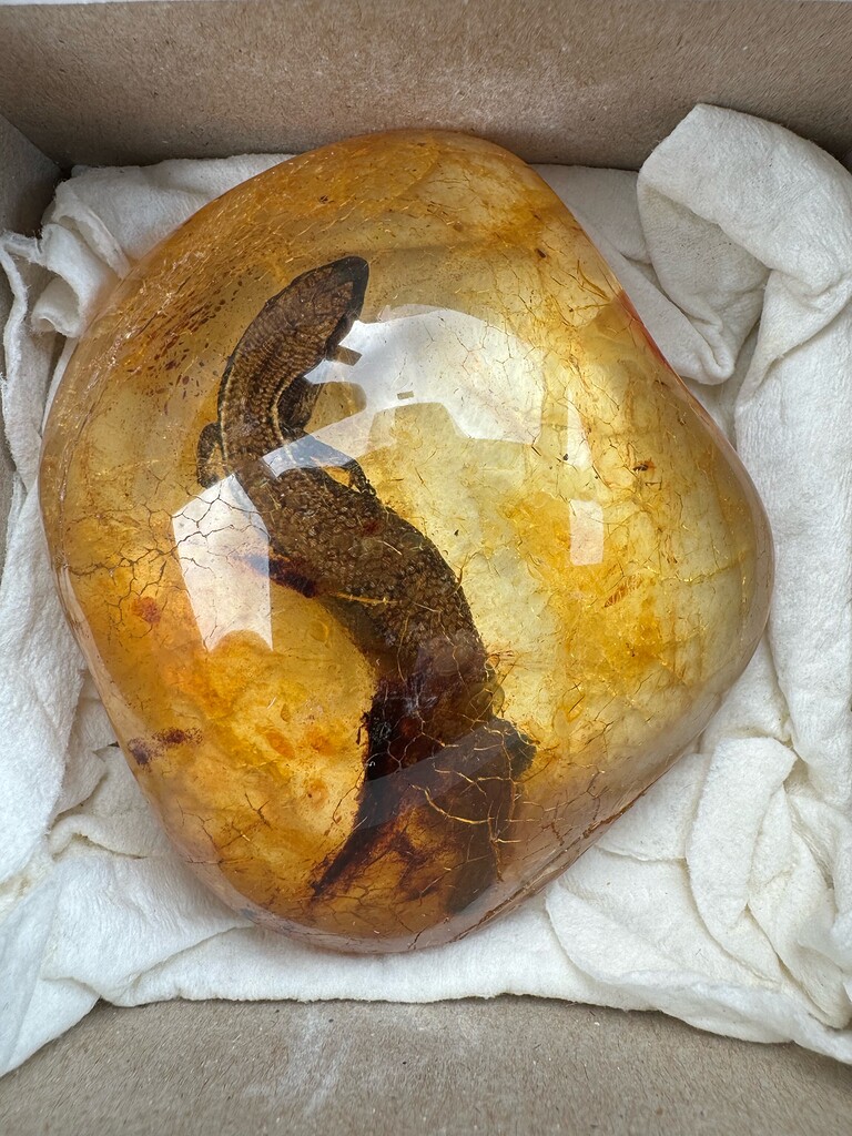 Lizard encased in amber, copal, or something man made?! - Gem Related Discussion - IGS Forums