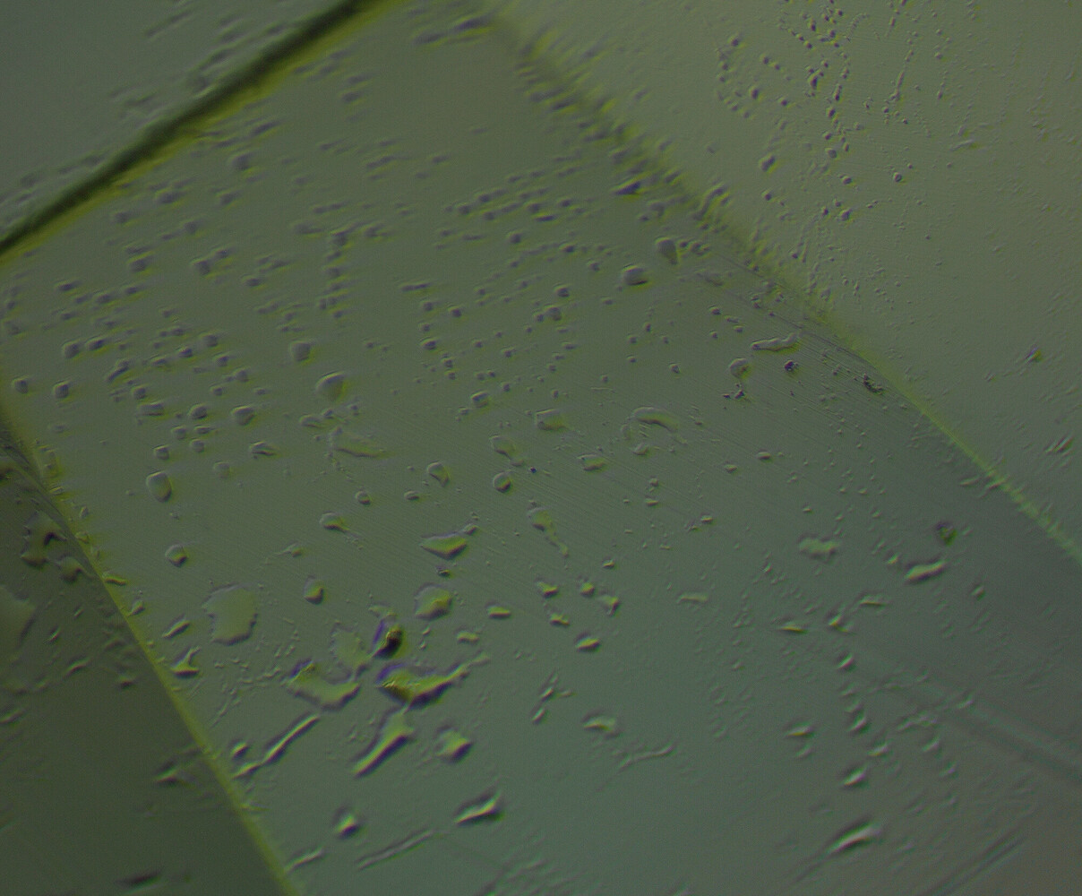 Microscope images of blue sapphire - Gem Related Discussion - IGS Forums